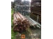 Formwork Struts Props - Construction - auctelia.com